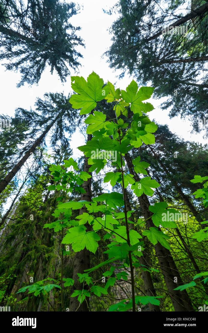 Czech Bohemian Forest High Resolution Stock Photography and Images - Alamy