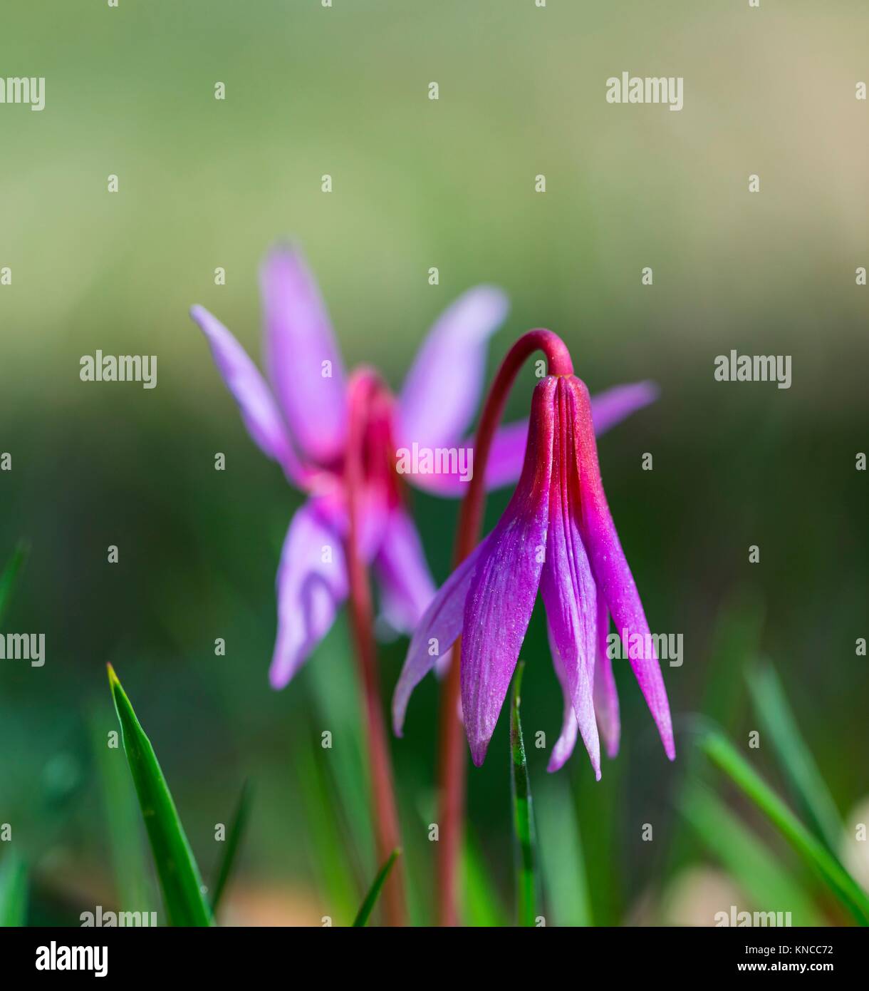 Dog’s tooth violet hi-res stock photography and images - Alamy