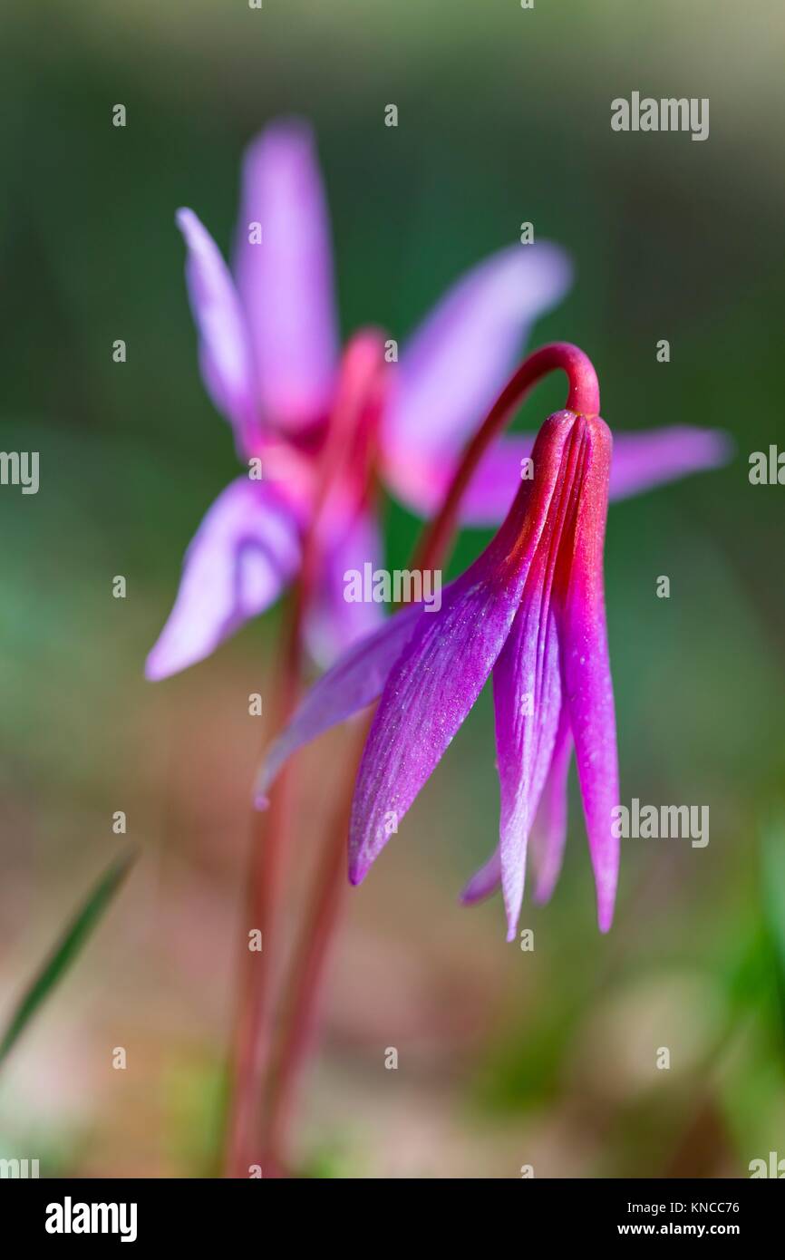 Dogtooth Violet High Resolution Stock Photography and Images - Alamy