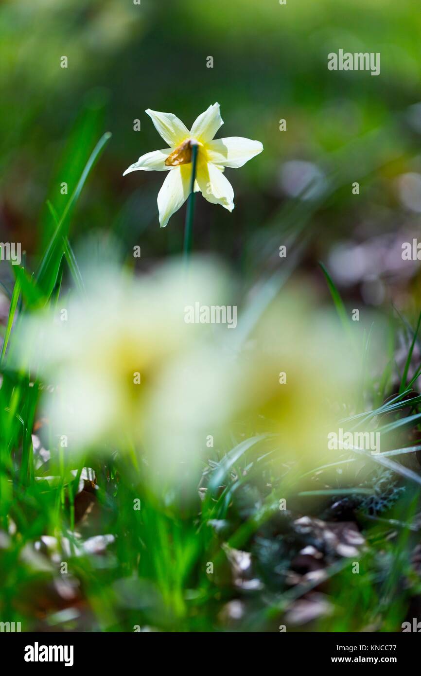 Daffodil narcissus pseudonarcissus daffodil hi-res stock photography ...