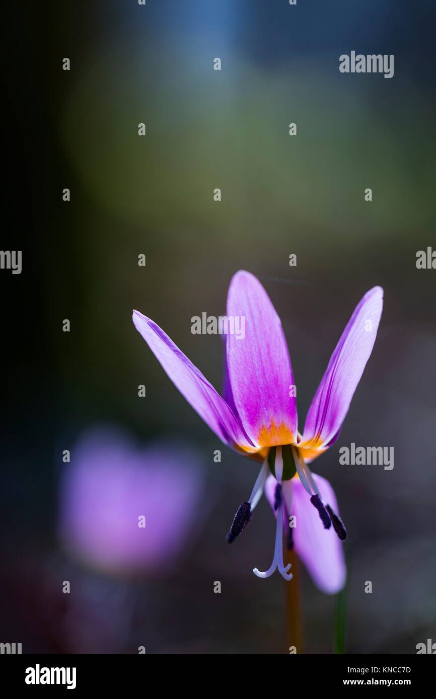 Dog’s tooth violet hi-res stock photography and images - Alamy