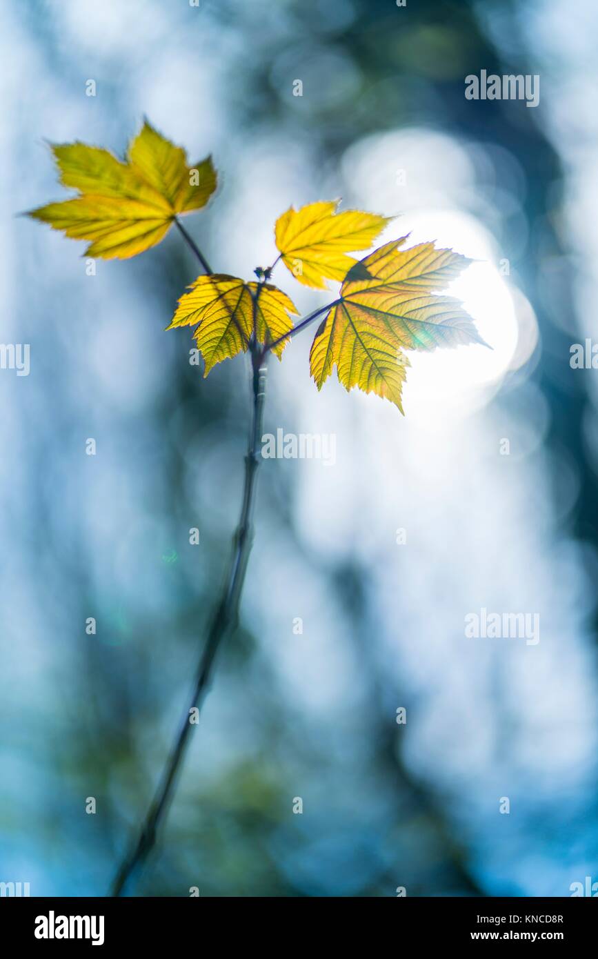 Arce hi-res stock photography and images - Alamy