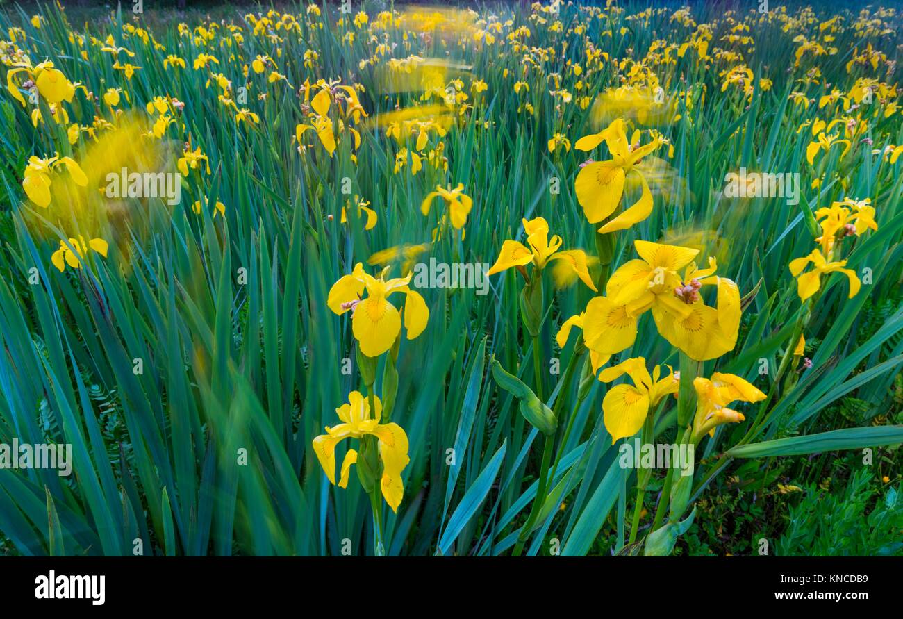 Lirio hi-res stock photography and images - Alamy