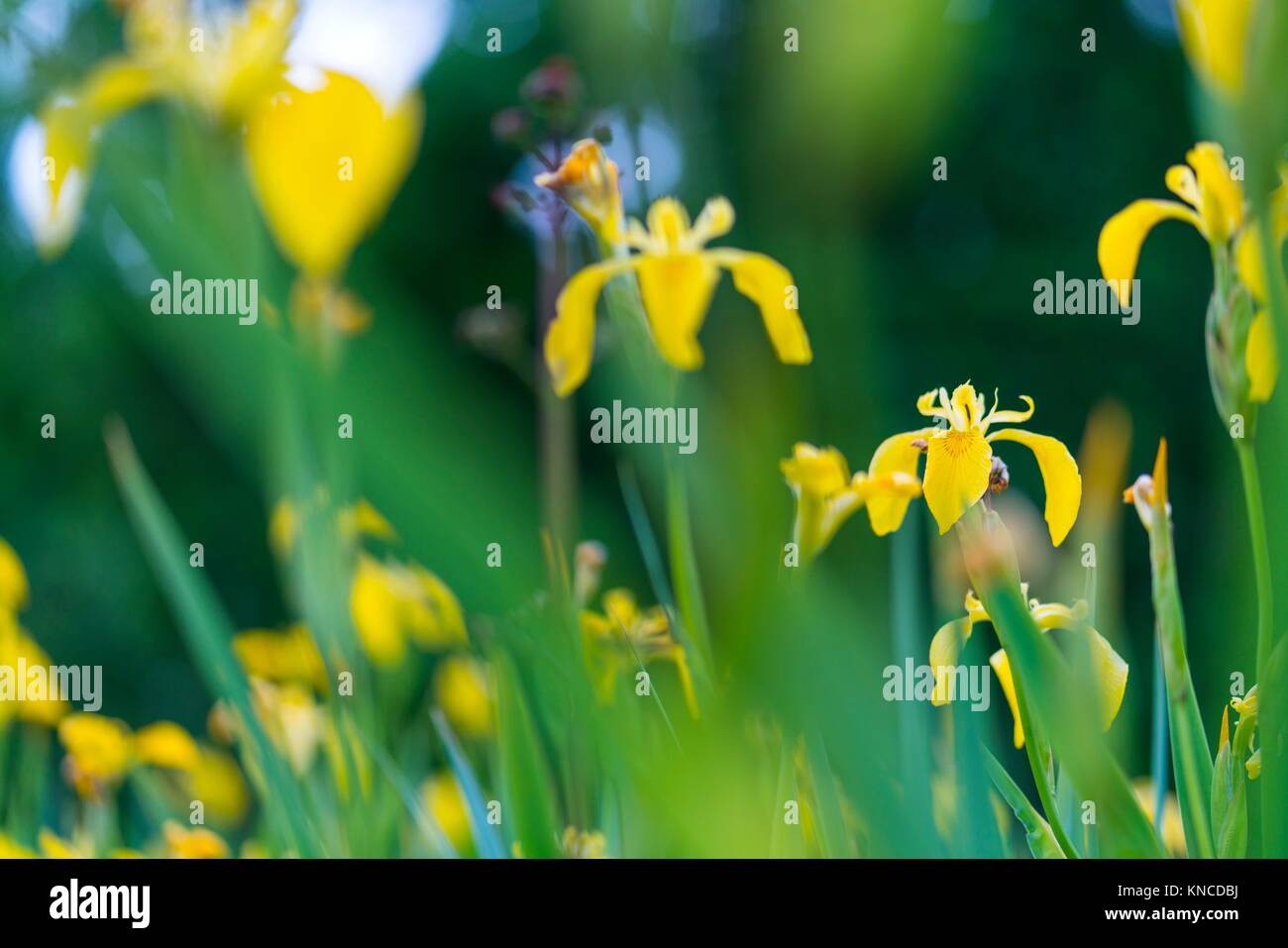 Lirio hi-res stock photography and images - Alamy