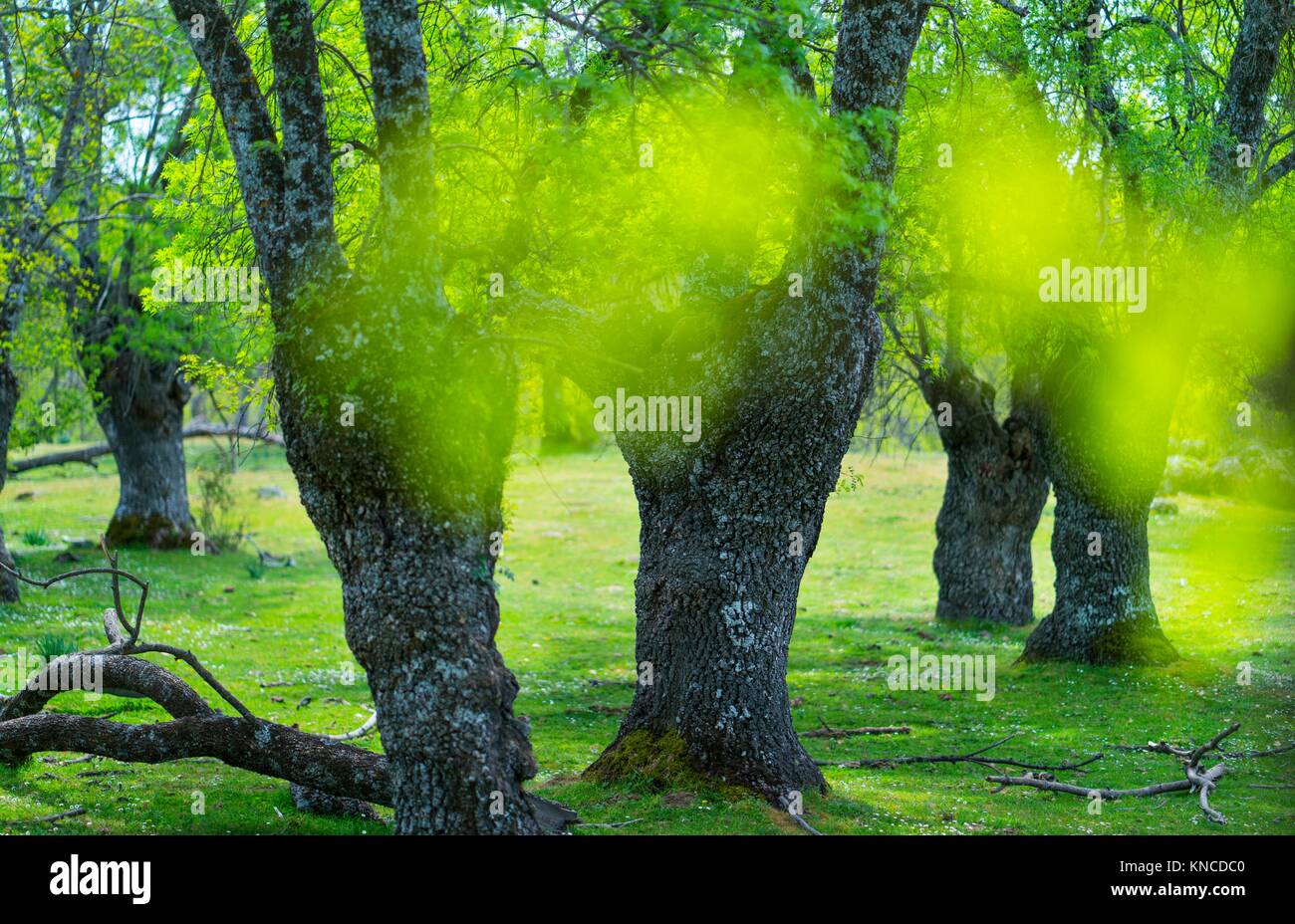 Fresno común fraxinus excelsior hi-res stock photography and images - Alamy