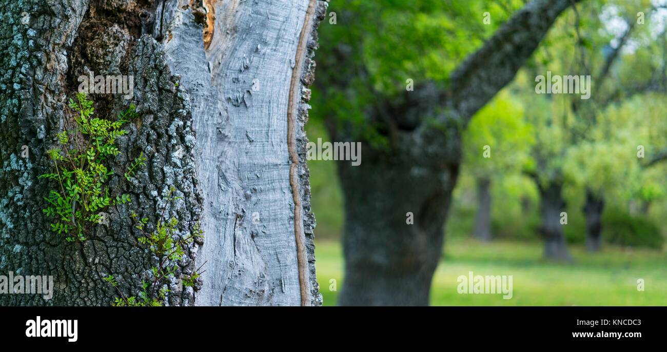 Fresno común fraxinus excelsior hi-res stock photography and images - Alamy
