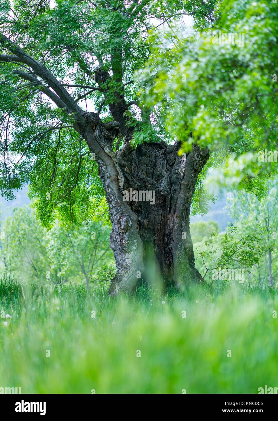 Fresno común fraxinus excelsior hi-res stock photography and images - Alamy