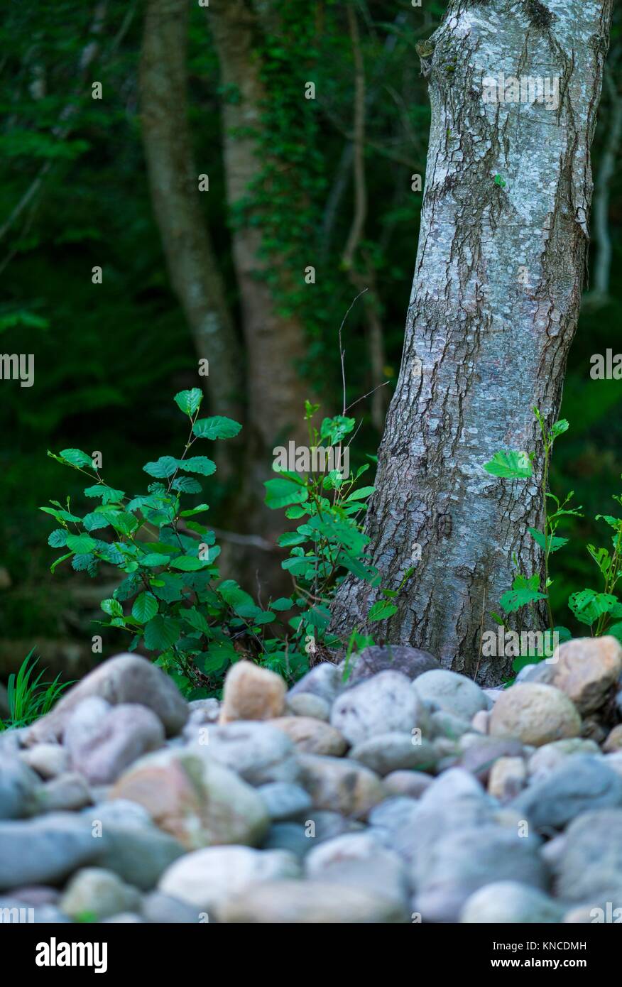 Common Alder Tree High Resolution Stock Photography and Images - Alamy