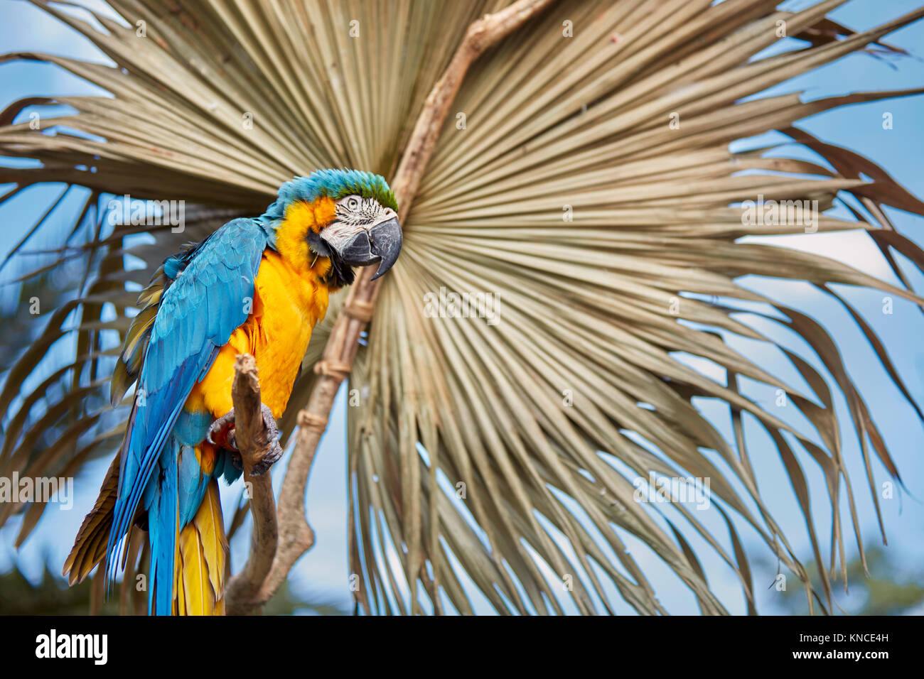 The Blue-and-Yellow Macaw (Ara ararauna), also known as the Blue-and-Gold Macaw. Bali Bird Park ...