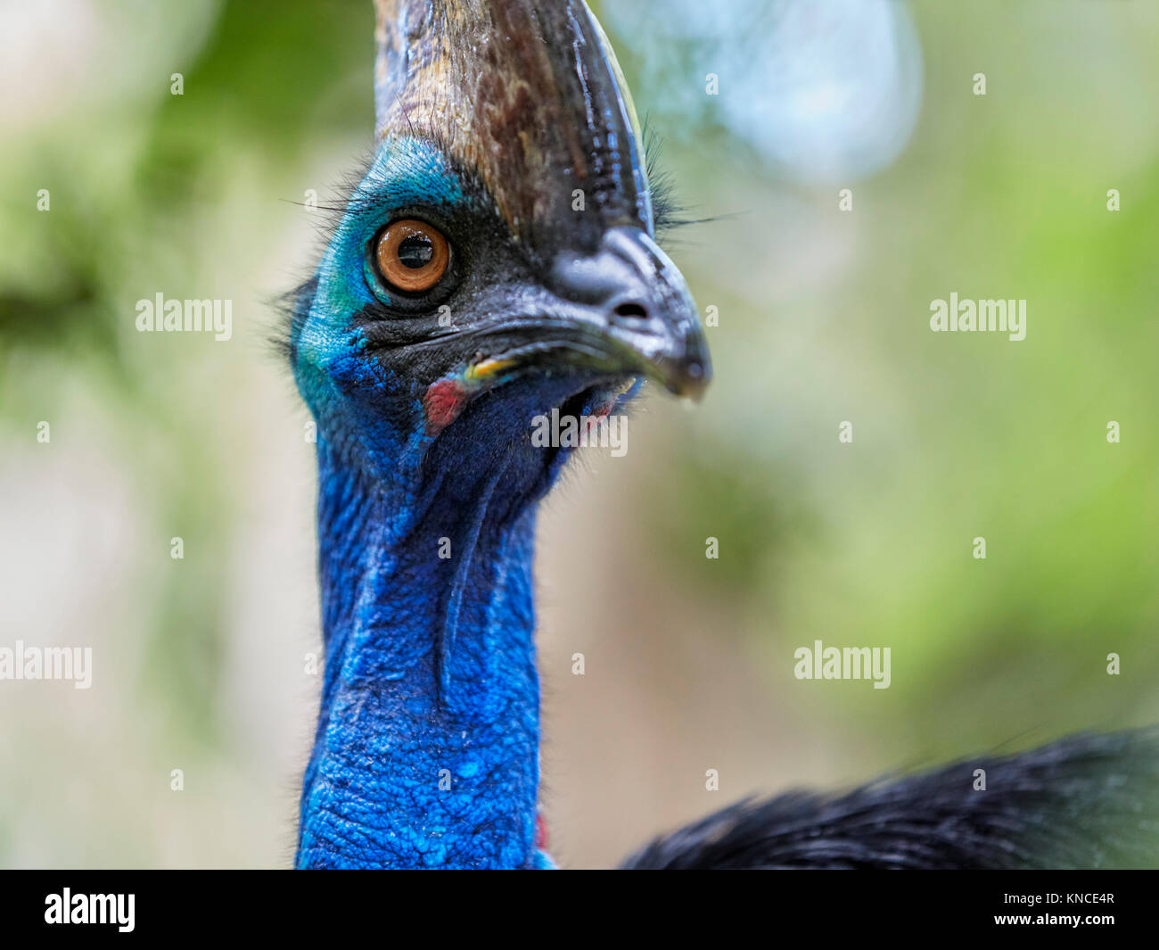 The southern cassowary (Casuarius casuarius). Bali Bird Park, Batubulan ...
