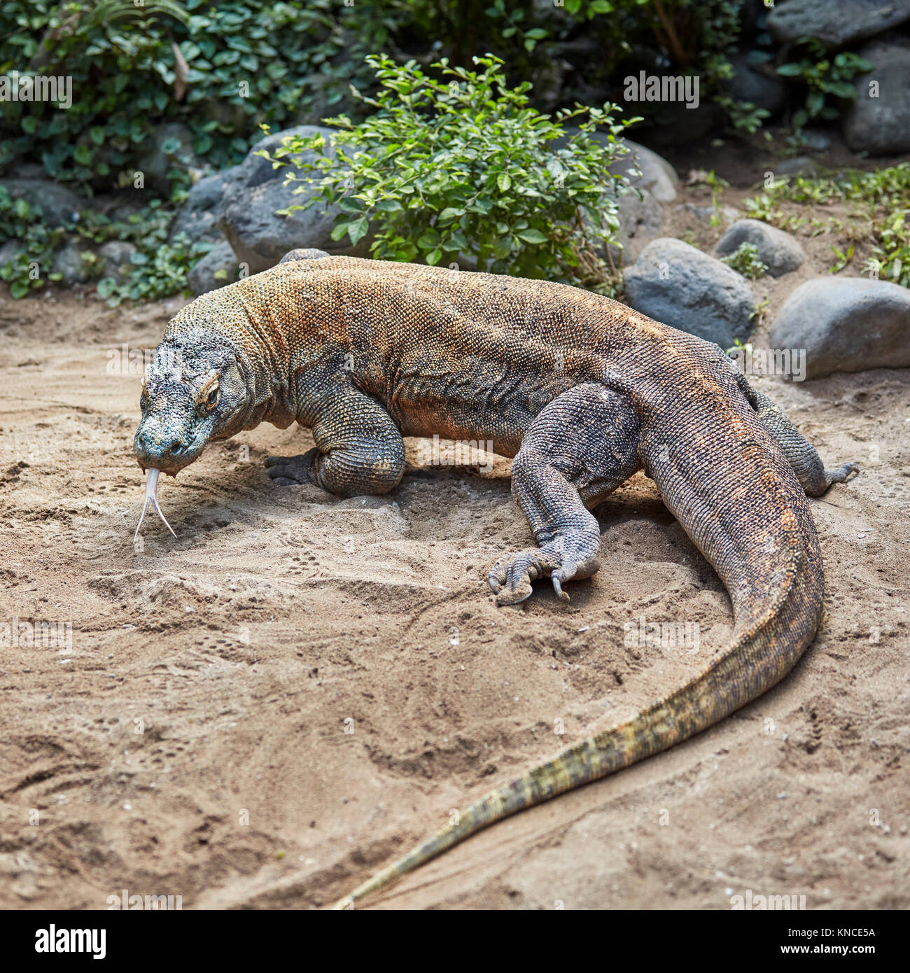 Large varanid lizard hi-res stock photography and images - Alamy