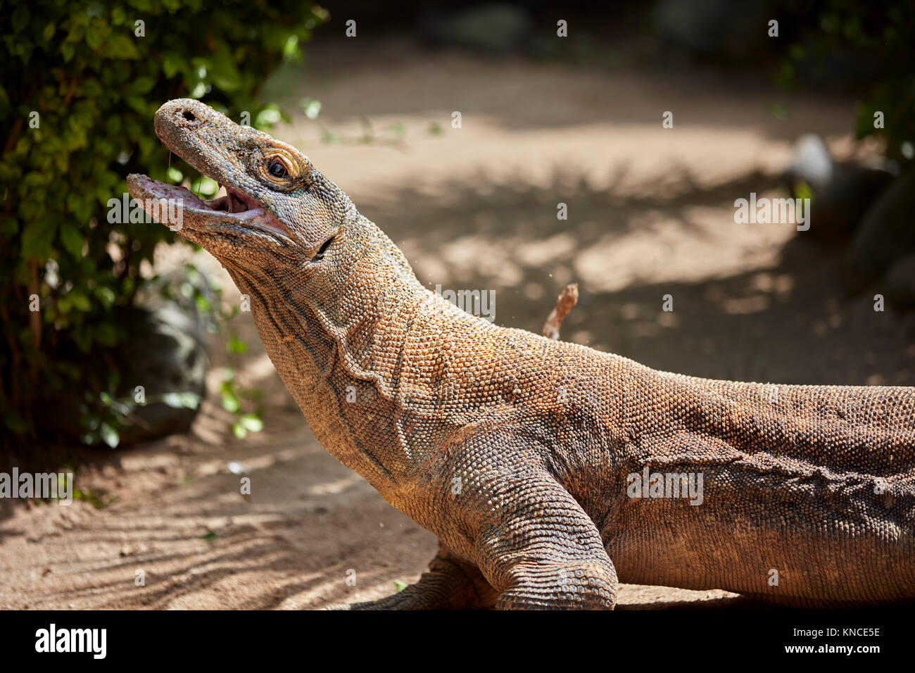 Large varanid lizard hi-res stock photography and images - Alamy