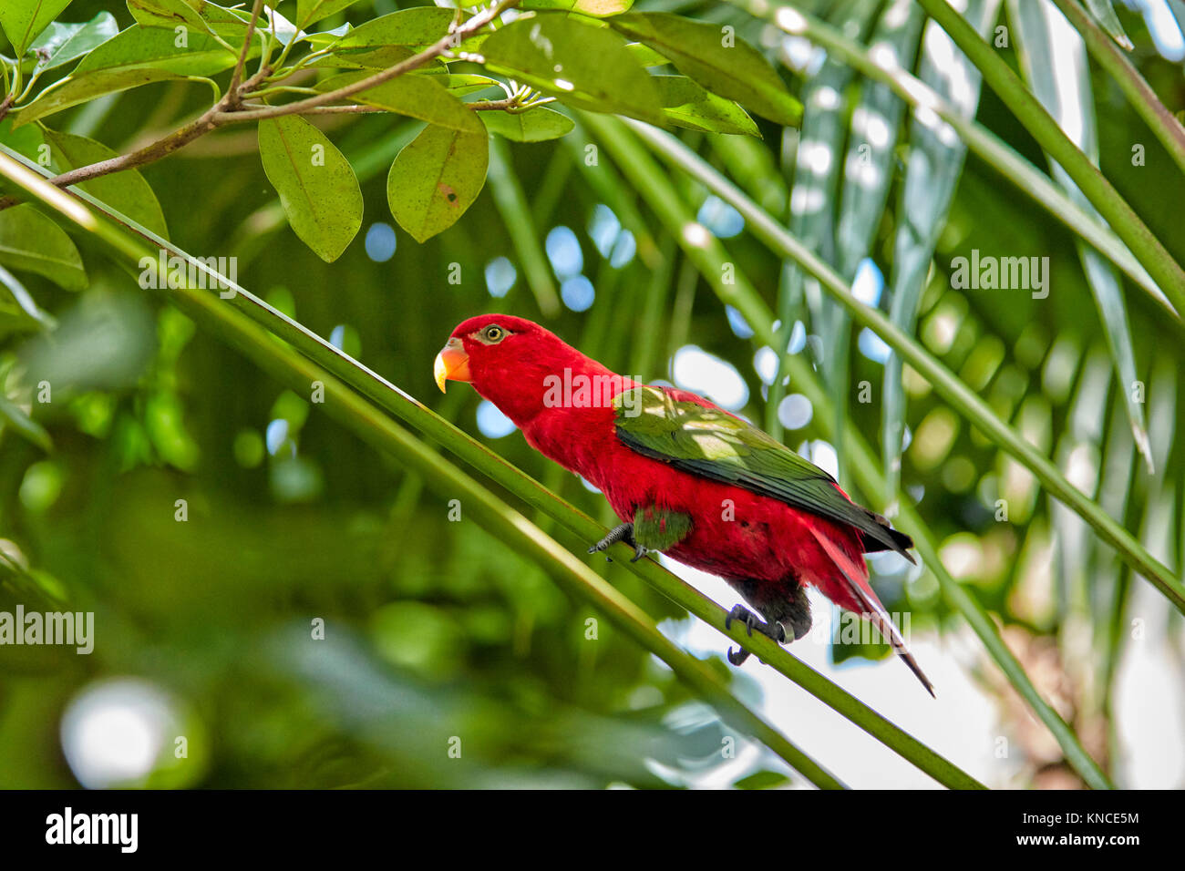 Chattering Lory (Lorius garrulus). Bali Bird Park, Batubulan, Gianyar ...