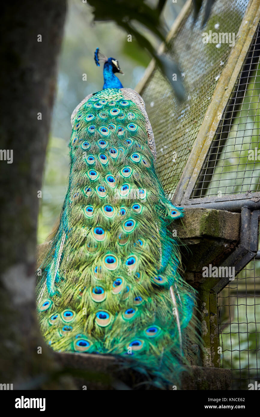Tail plumage of the adult male Indian Peafowl, or Blue Peafowl (Pavo ...