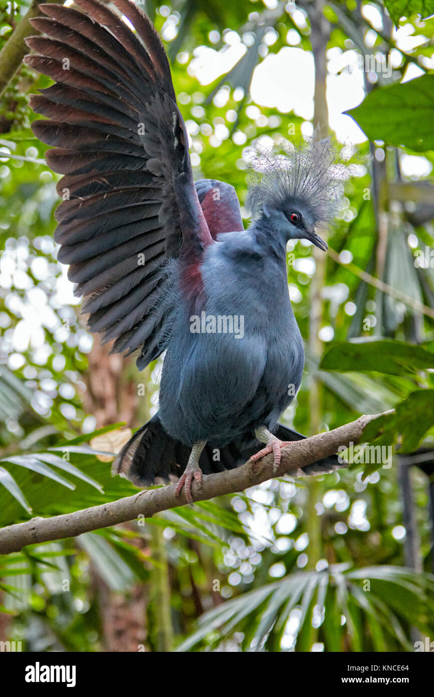 One crowned pigeon hi-res stock photography and images - Alamy