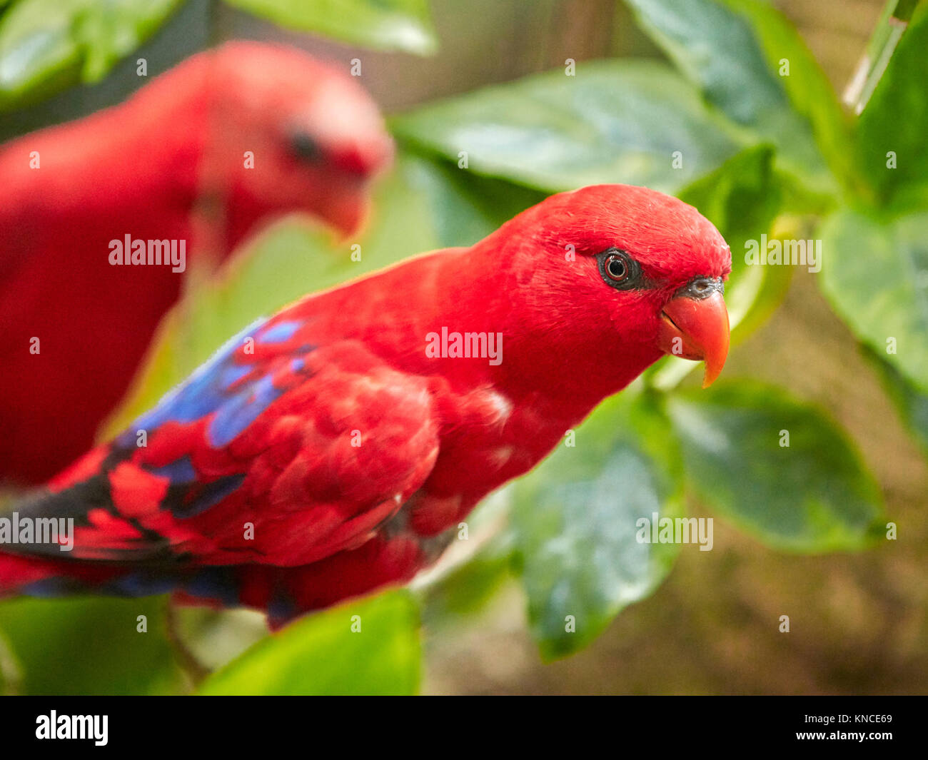 Red Lory (Eos bornea). Bali Bird Park, Batubulan, Gianyar regency, Bali ...