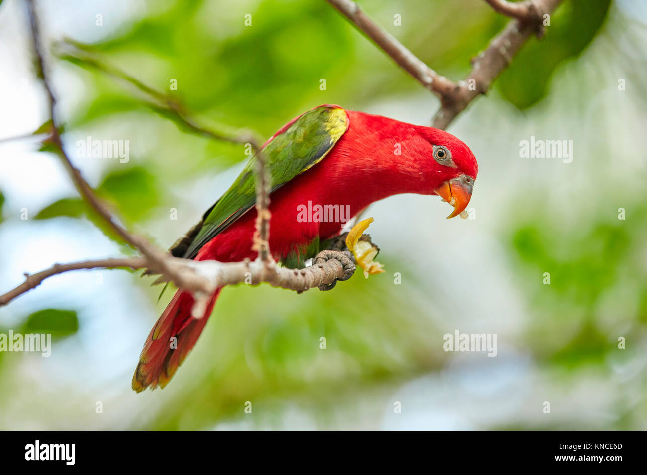 Lorius Lory Stock Photos & Lorius Lory Stock Images - Alamy