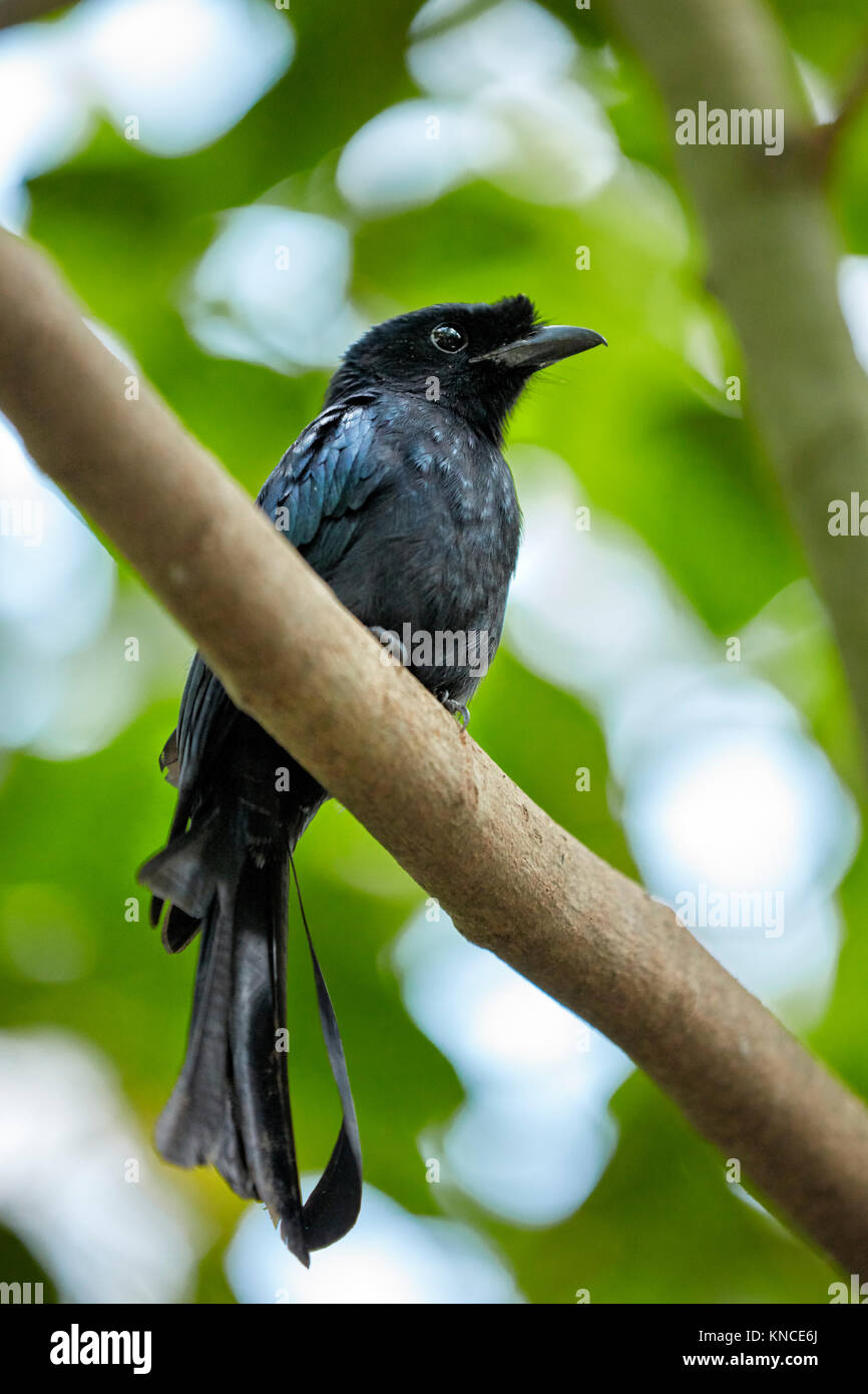 Racket tailed drongo hi-res stock photography and images - Alamy