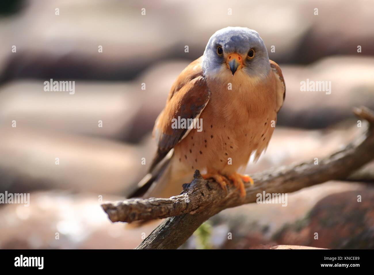 Male extremadura hi-res stock photography and images - Alamy