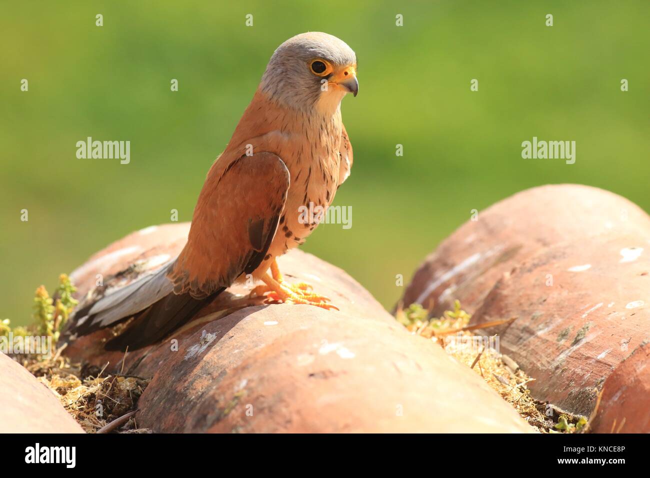Male extremadura hi-res stock photography and images - Alamy