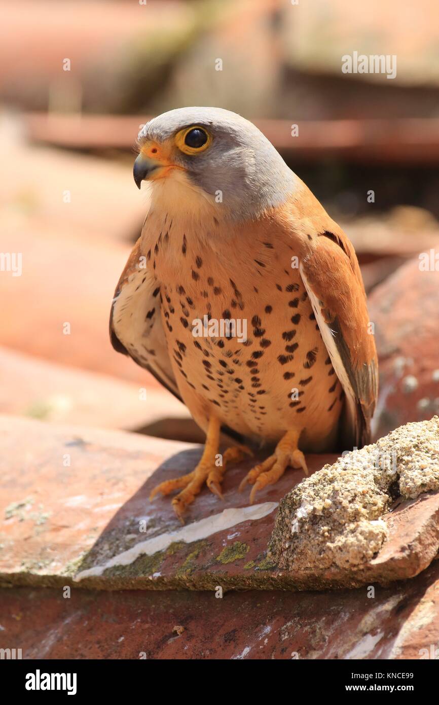 Male extremadura hi-res stock photography and images - Alamy
