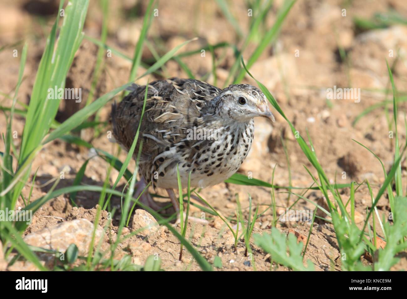 Coturnix coturnix hi-res stock photography and images - Alamy
