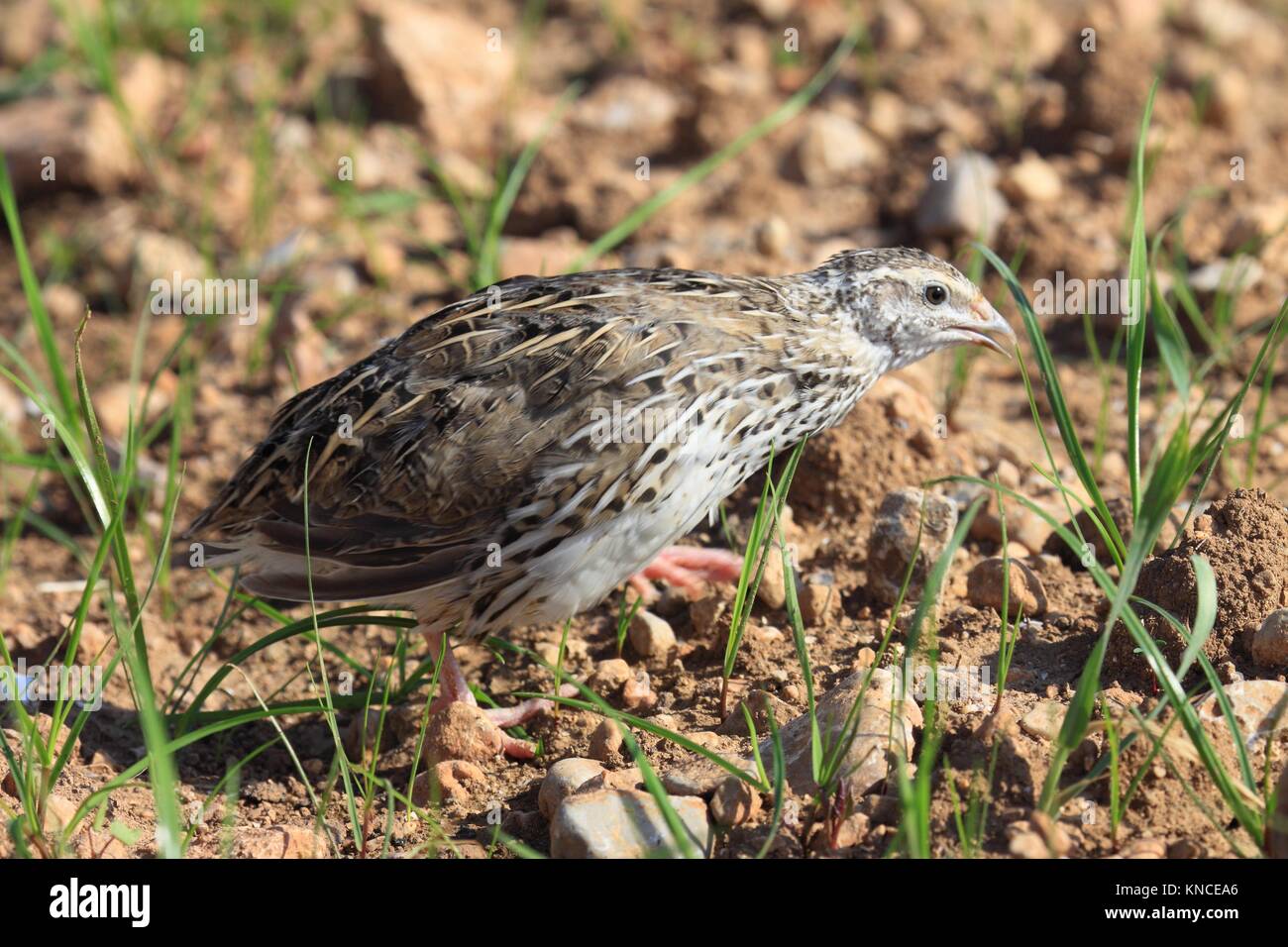 Coturnix Coturnix High Resolution Stock Photography and Images - Alamy