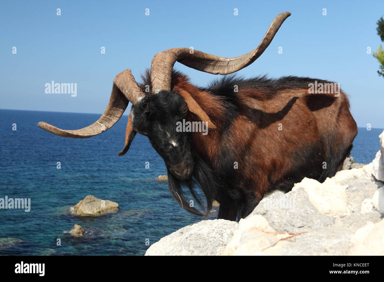 Fauna de mallorca hi-res stock photography and images - Alamy