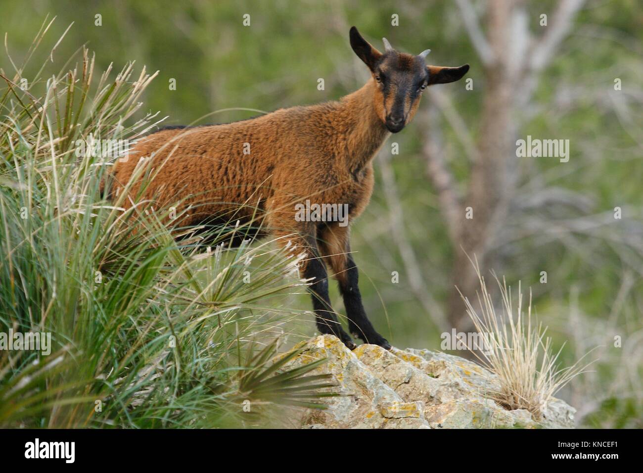 Fauna de mallorca hi-res stock photography and images - Alamy