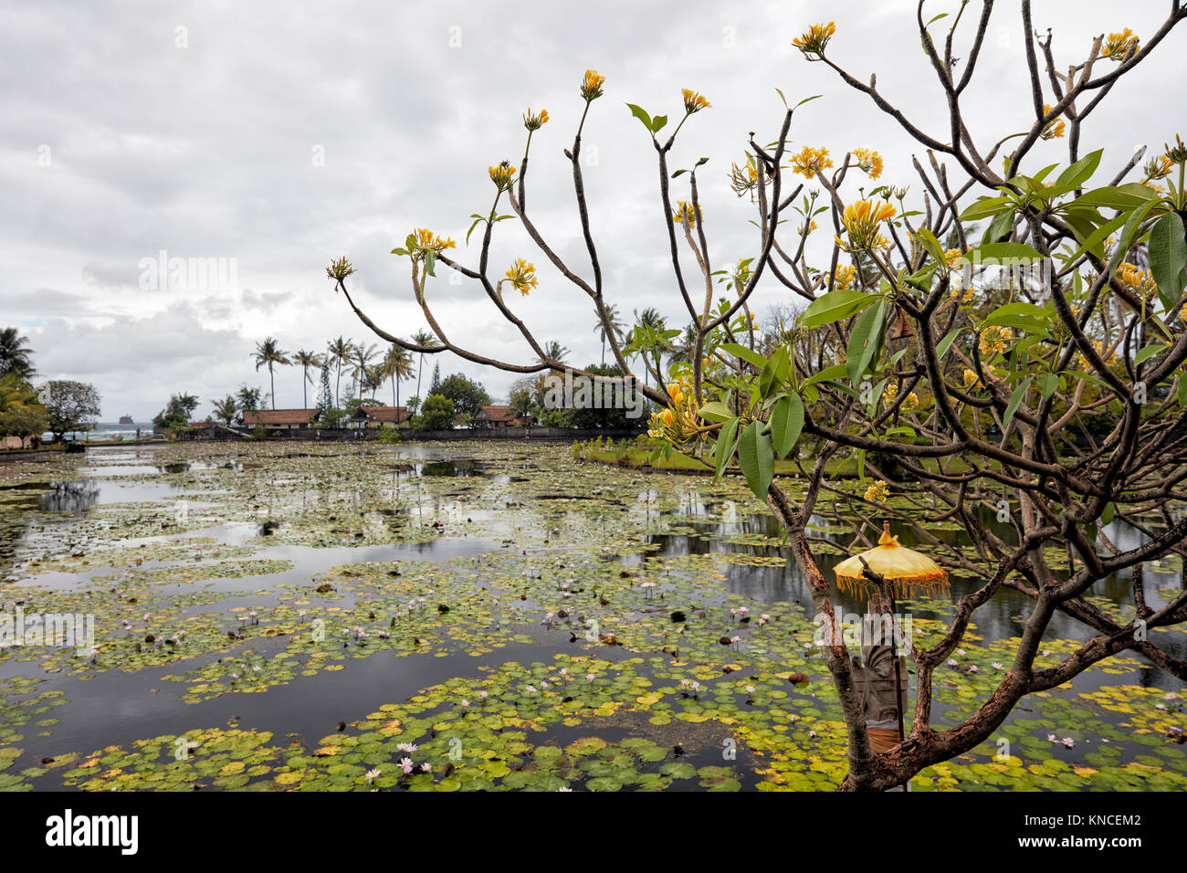 Bali flowers plumeria flowers bali hi-res stock photography and images ...