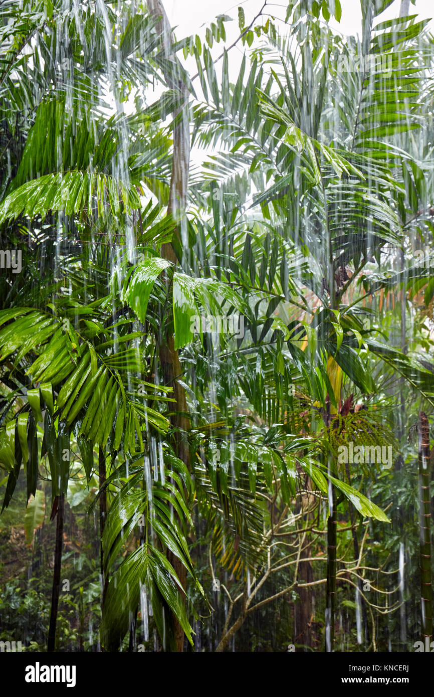 Garden of Candi Beach Resort and Spa during heavy tropical rain ...