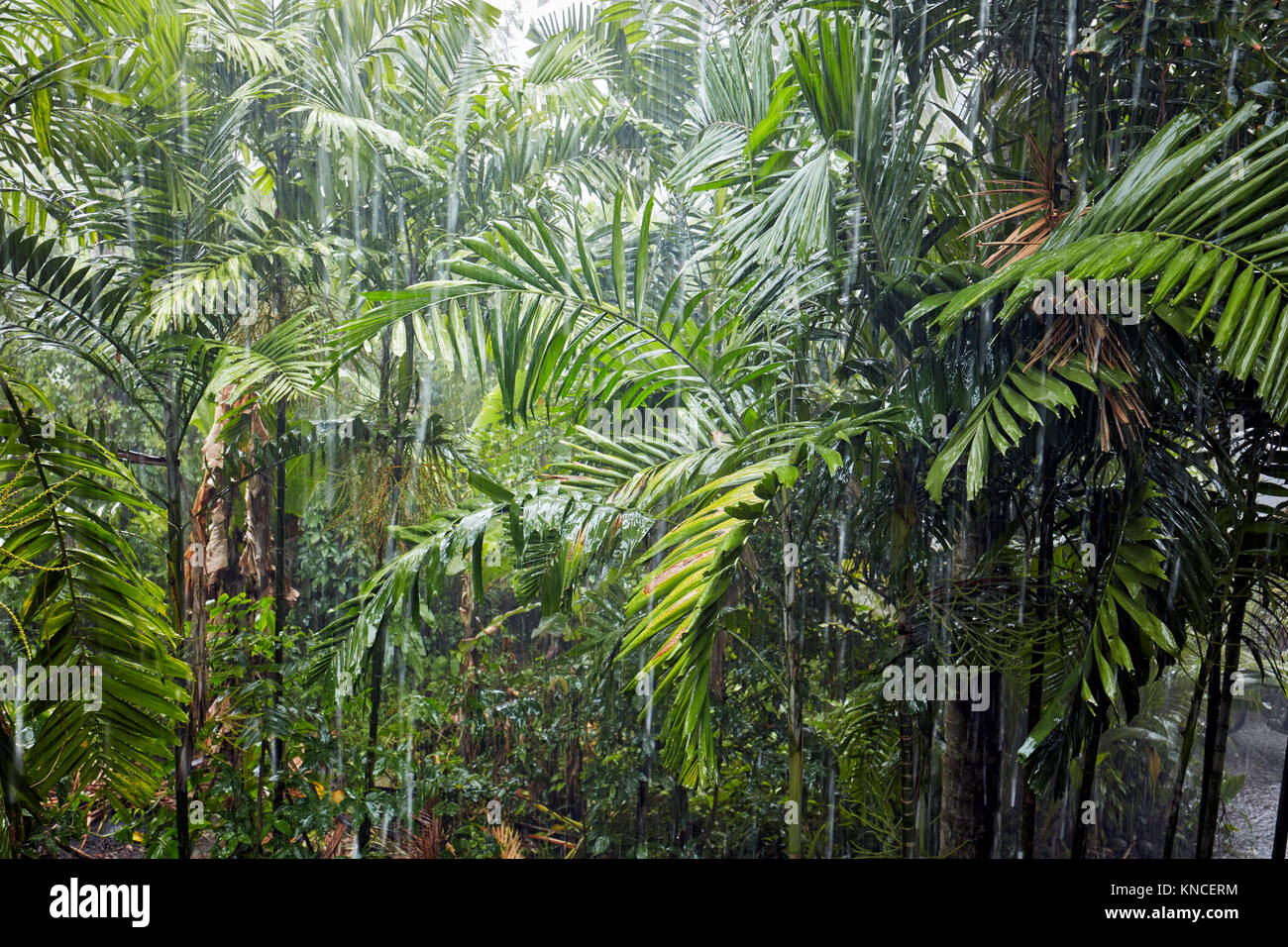 Garden of Candi Beach Resort and Spa during heavy tropical rain ...