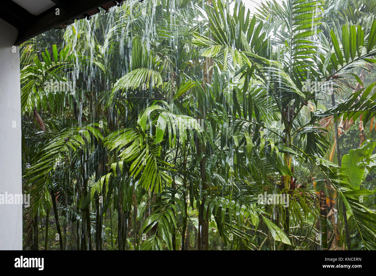 Garden of Candi Beach Resort and Spa during heavy tropical rain ...