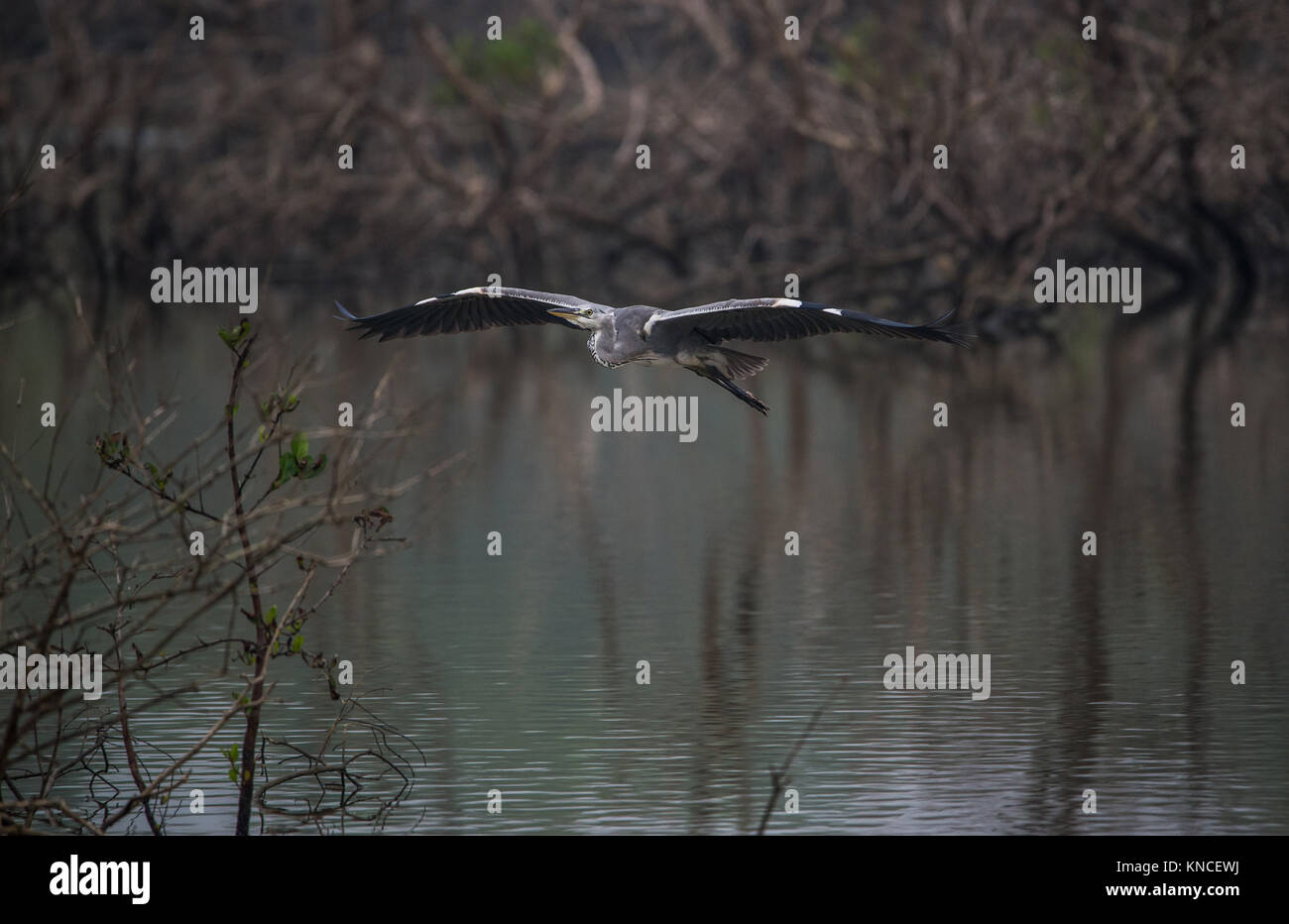 Grey Heron Bird in Flight across the river Stock Photo - Alamy