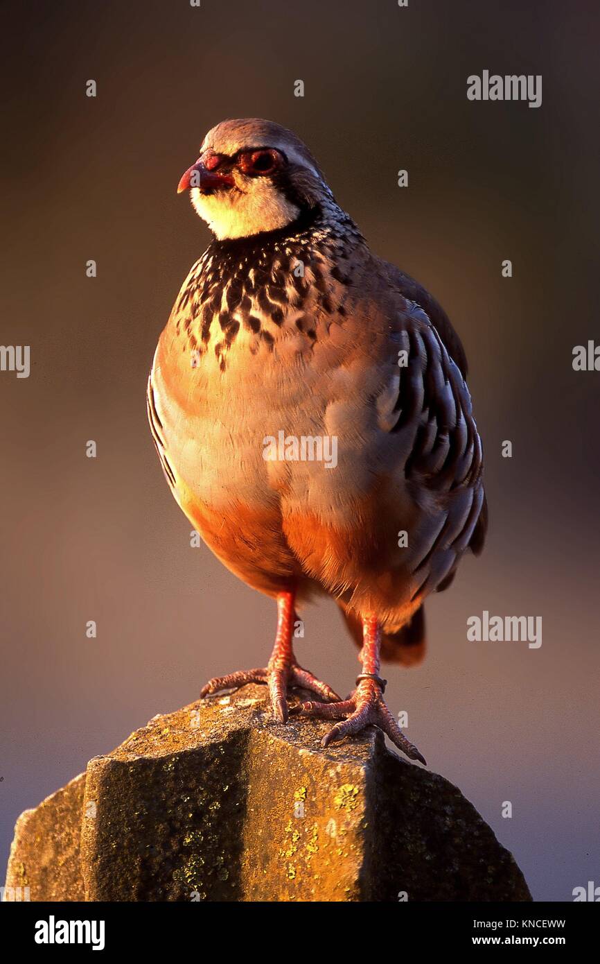 Perdiz Roja High Resolution Stock Photography and Images - Alamy