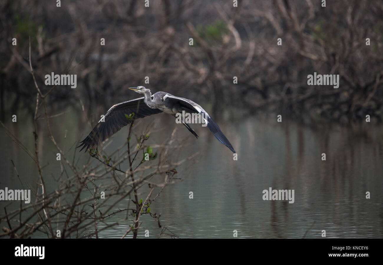 Grey Heron bird in flight across a river Stock Photo - Alamy