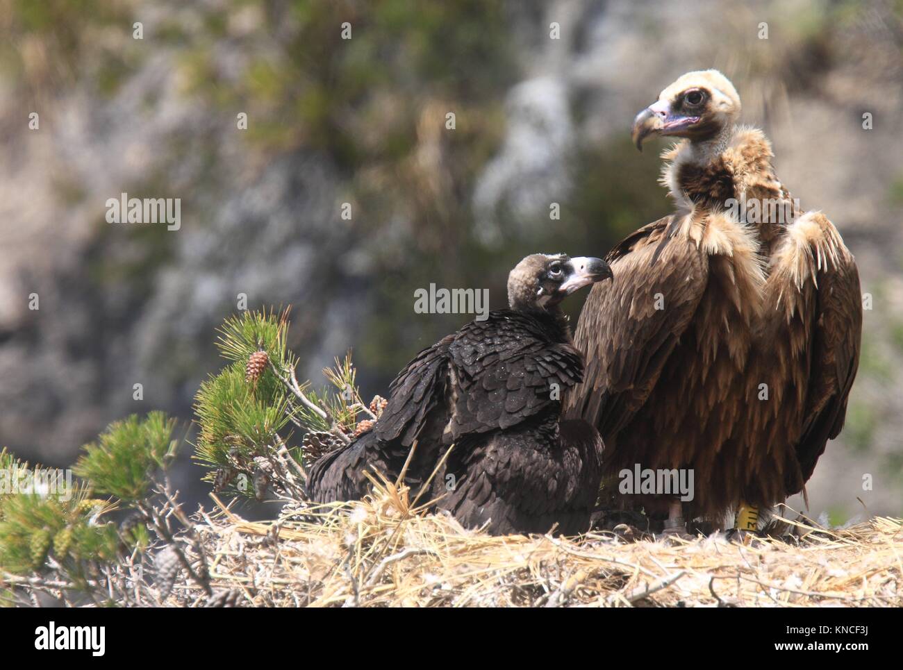 Vulture chick hi-res stock photography and images - Alamy