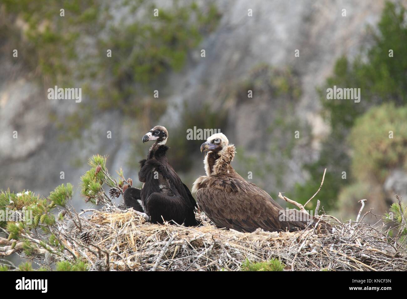 Vulture Chick High Resolution Stock Photography and Images - Alamy