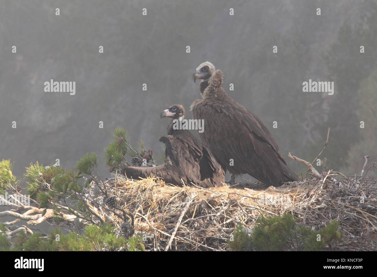 Vulture nest hi-res stock photography and images - Alamy