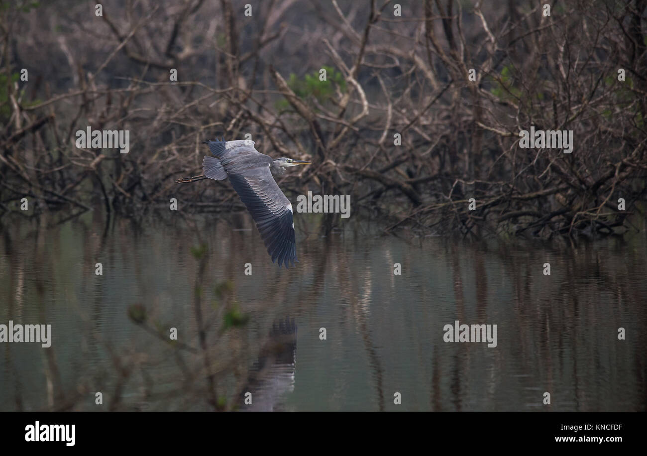 Grey Heron bird in flight across a river Stock Photo - Alamy