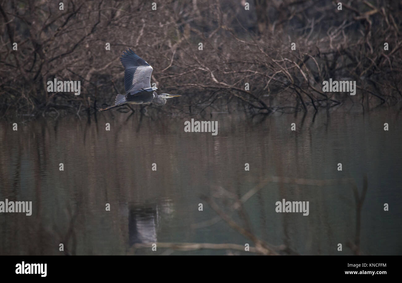 A grey heron bird in flight across the river near mangrove trees Stock ...