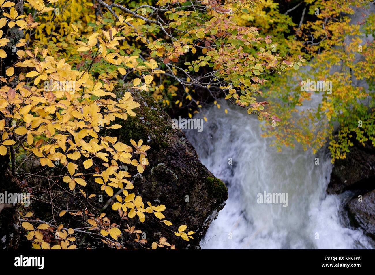Vegetation corridor hi-res stock photography and images - Alamy