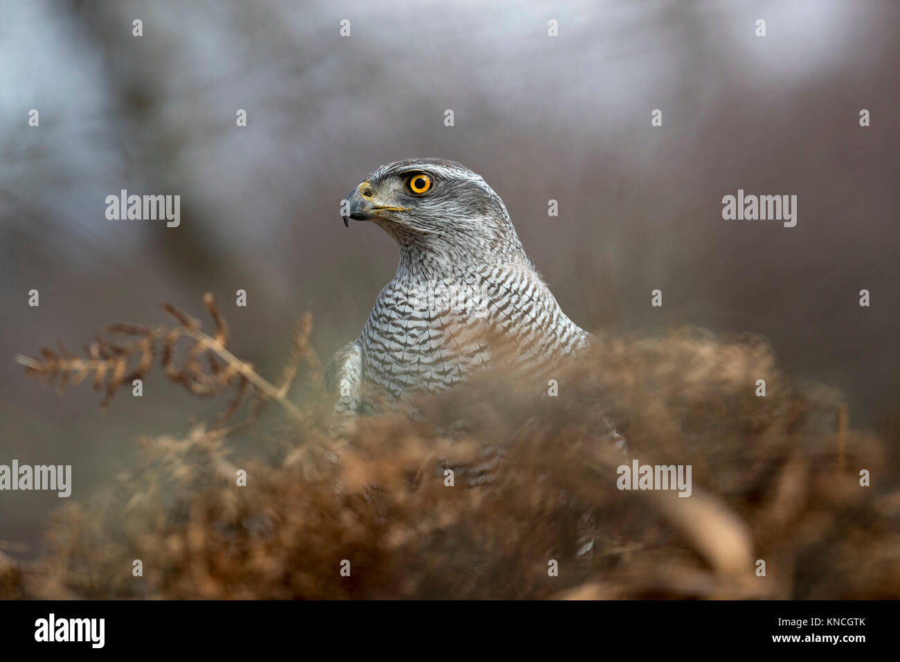Goshawk female hi-res stock photography and images - Alamy