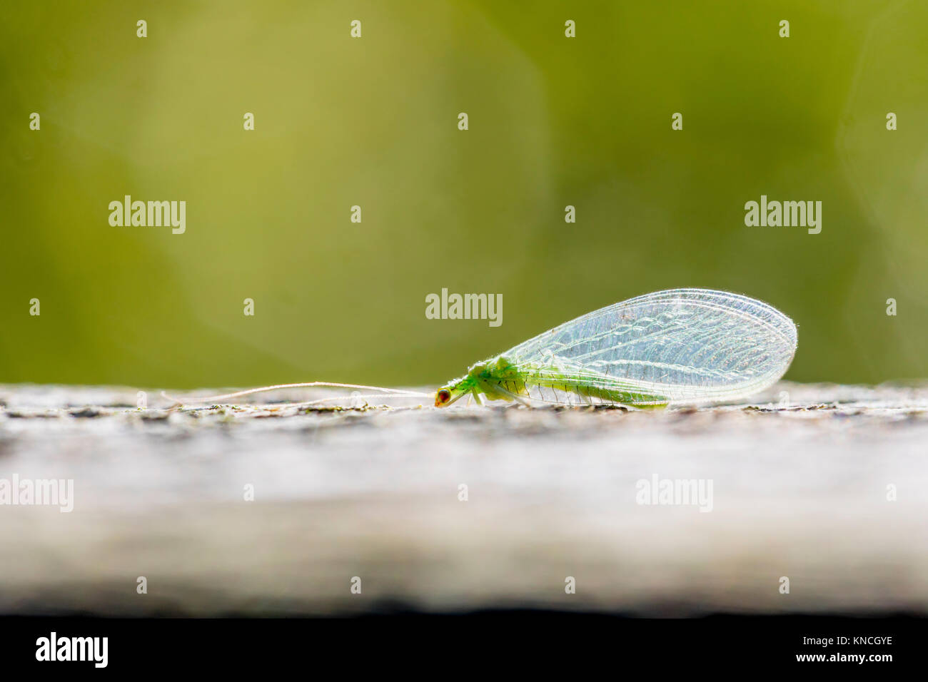 Green Lacewing Uk High Resolution Stock Photography and Images - Alamy