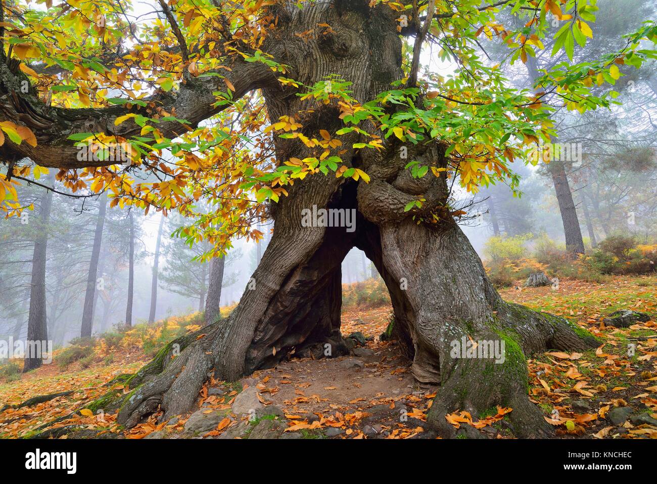 Old chestnut tree hi-res stock photography and images - Alamy