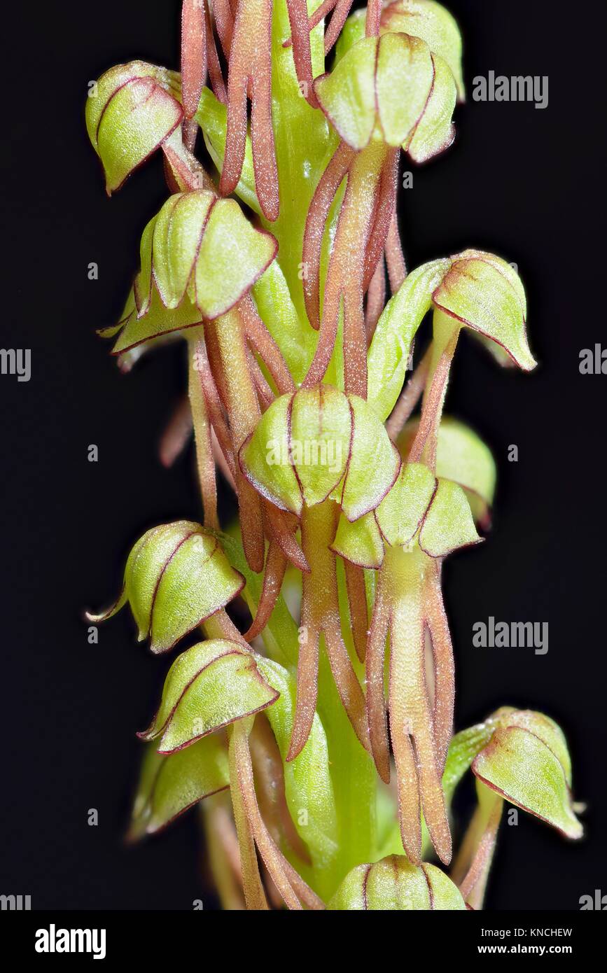 Orchis hi-res stock photography and images - Alamy