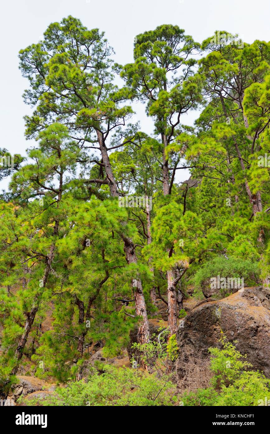 Canary Pine Pinus Canariensis High Resolution Stock Photography and ...