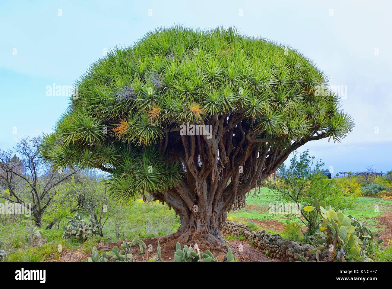Drago tree. La Palma. Canary islands Stock Photo - Alamy