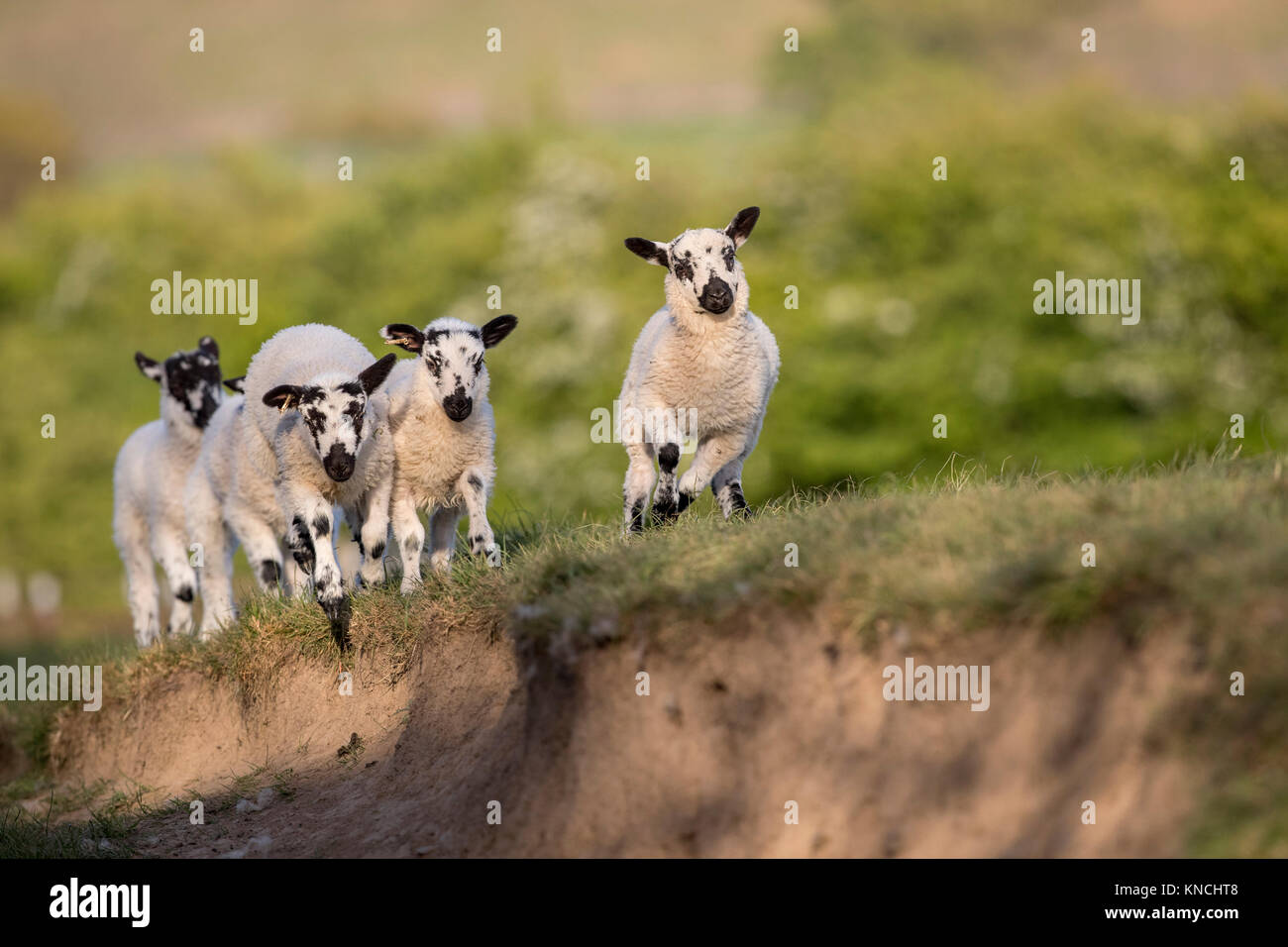 Lambs; Flock; Pendle; Lancashire; UK Stock Photo - Alamy