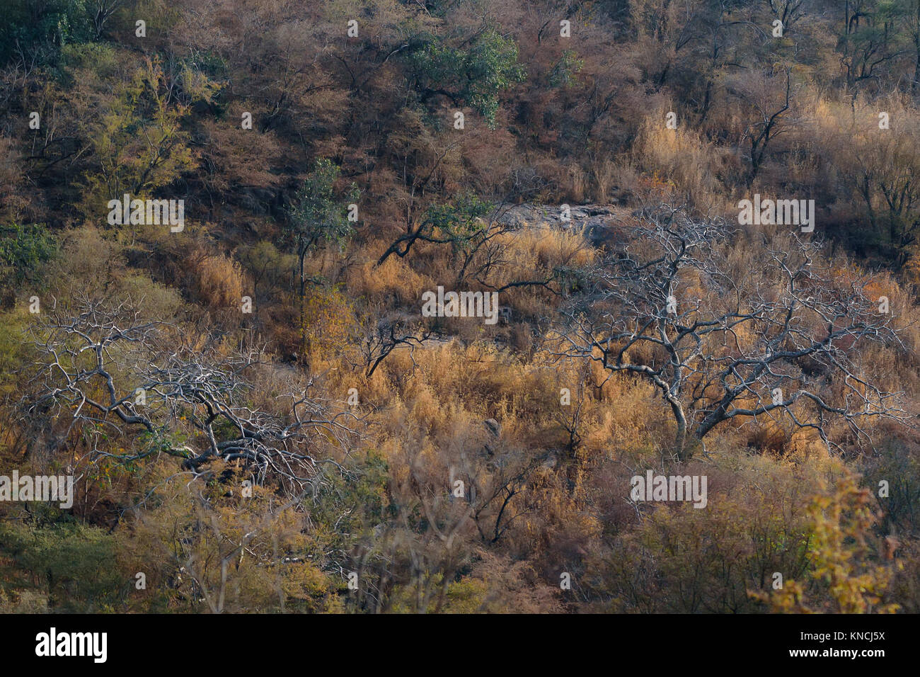 Landscape of Ranthambore, India. Dry forest Stock Photo - Alamy